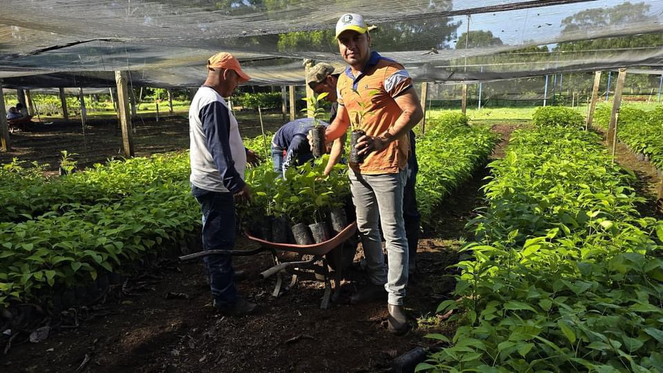 Cinco mil arbolitos, fueron donados por el Maga - Muni Sayaxché