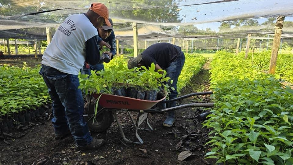 Cinco mil arbolitos, fueron donados por el Maga - Muni Sayaxché